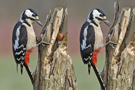 Daily Diff - Free Online Games and Free Daily Games Games from ...