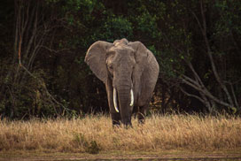 Daily Jigsaw: Nature - Free Online Games and Free Jigsaw Puzzle Games ...