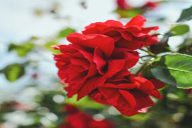 Daily Jigsaw: Nature - Free Online Games and Free Jigsaw Puzzle Games ...