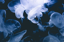 Daily Jigsaw: Nature - Free Online Games and Free Jigsaw Puzzle Games ...