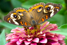 Daily Jigsaw - Free Online Games and Free Jigsaw Puzzle Games Games ...