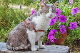 Daily Jigsaw - Free Online Games and Free Jigsaw Puzzle Games Games ...